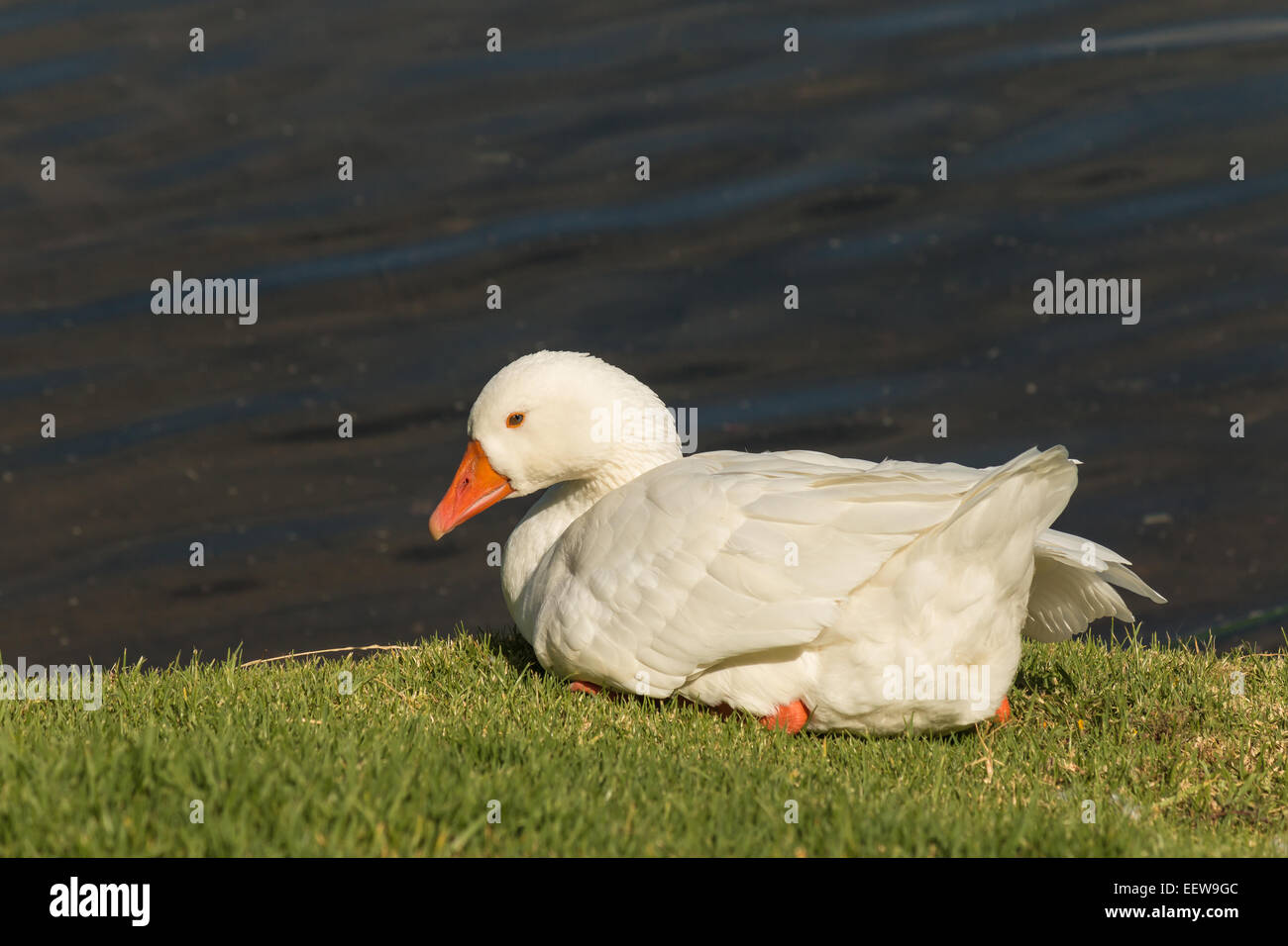 Goose grooming hi-res stock photography and images - Alamy