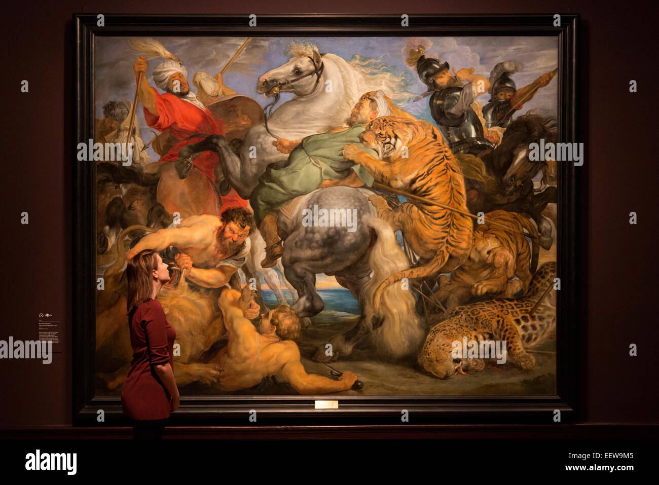 The lion hunt rubens hi-res stock photography and images - Alamy