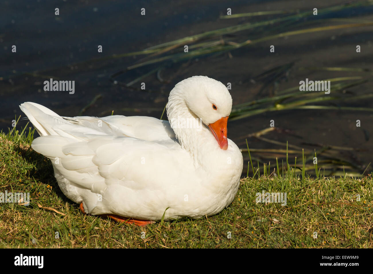 Breed of domestic goose hi-res stock photography and images - Alamy