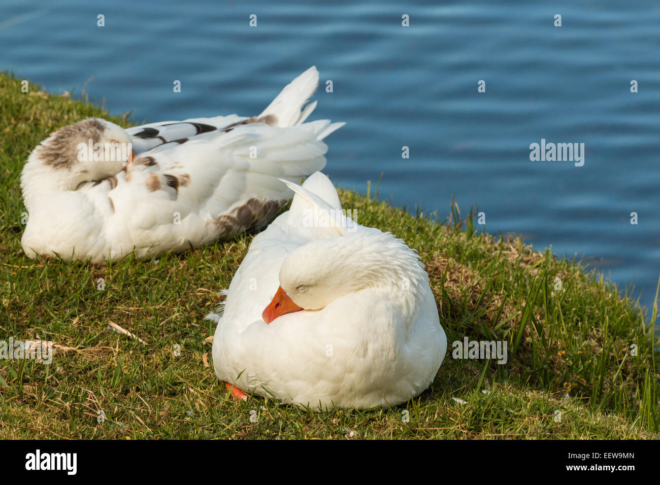 Sleeping geese hi-res stock photography and images - Alamy