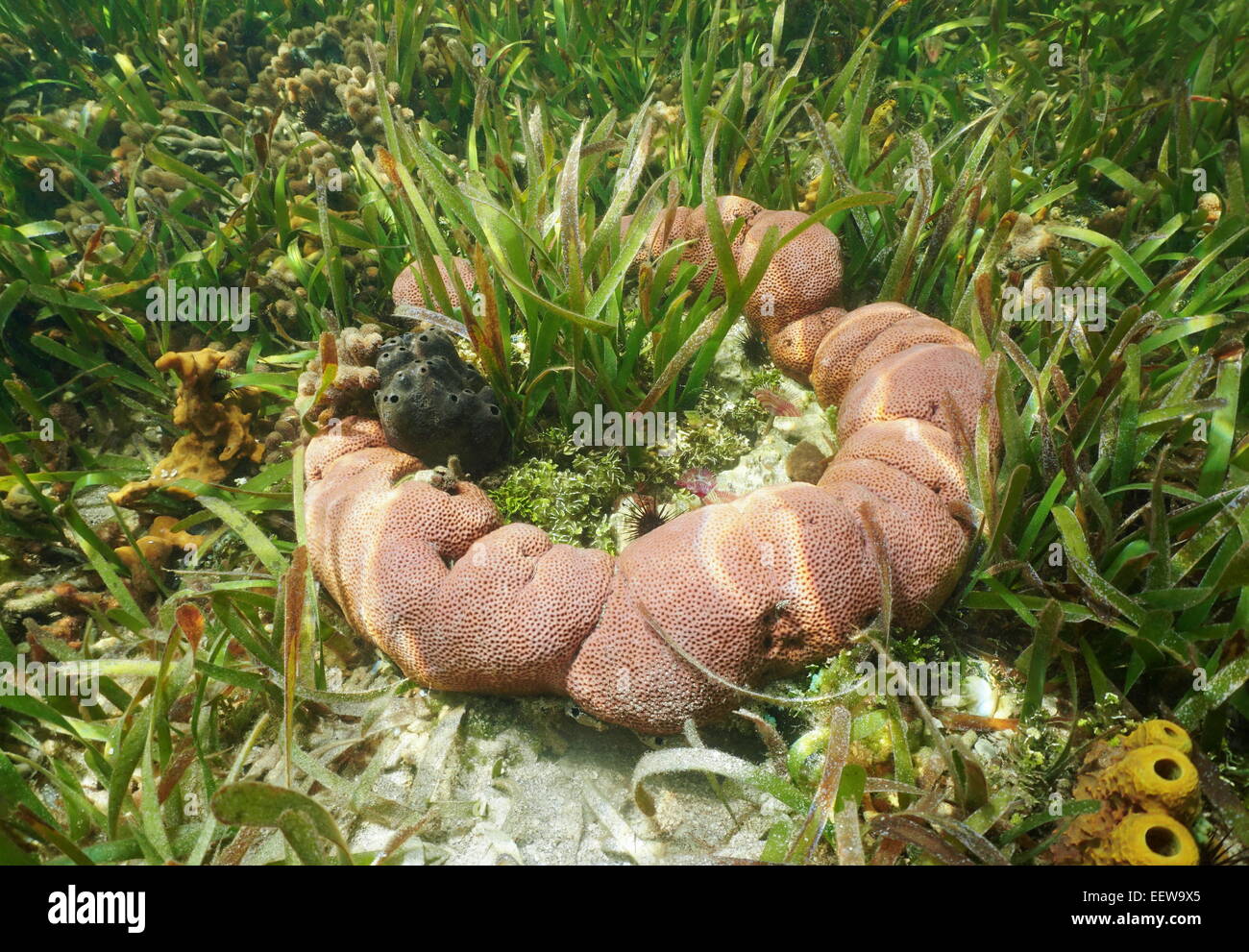 Natural pot underwater made by Massive starlet coral, Caribbean sea ...