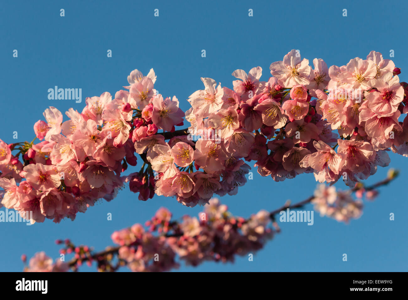 cherry tree twigs in full bloom Stock Photo - Alamy