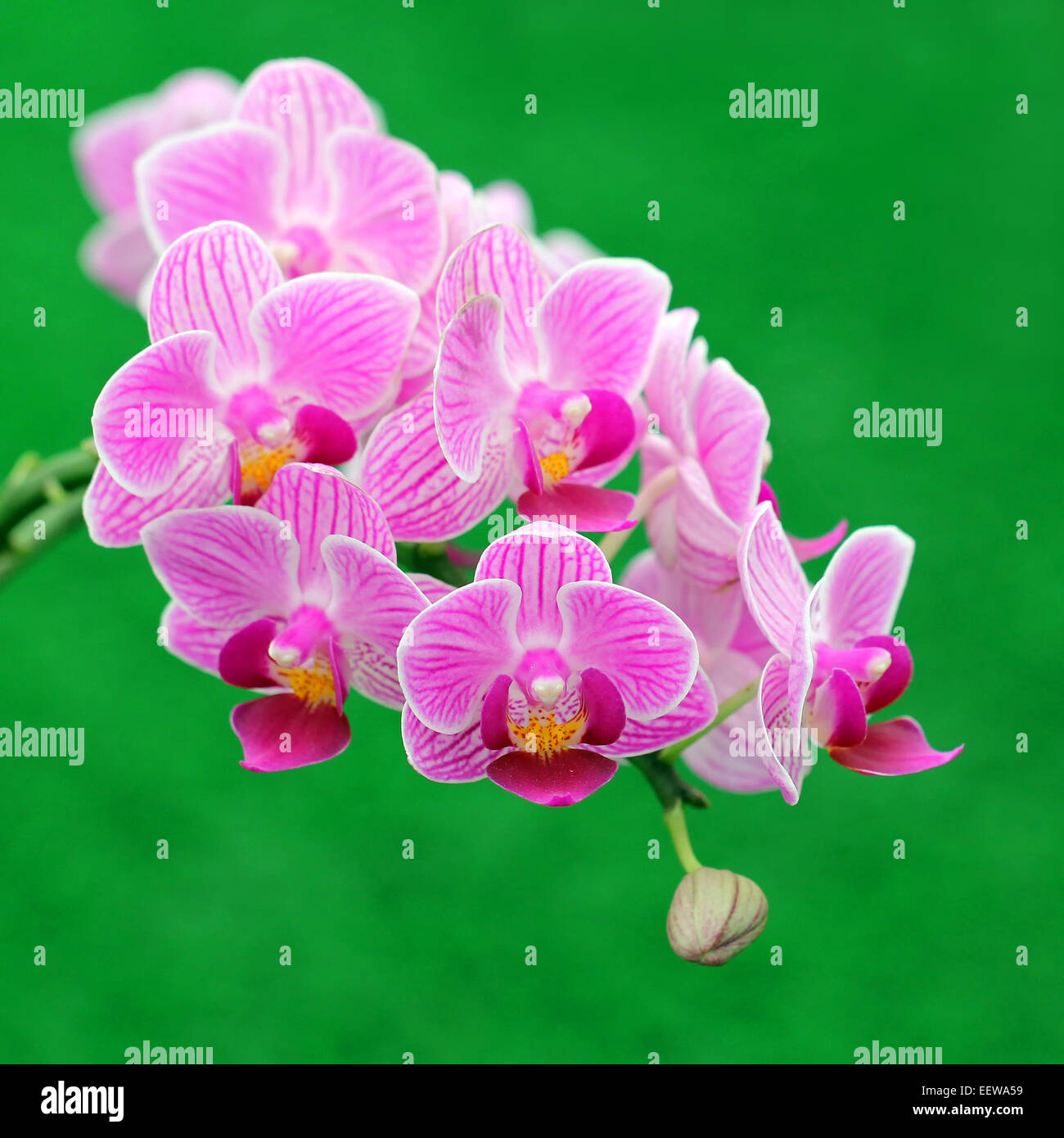 Blooming orchid in the garden Stock Photo - Alamy