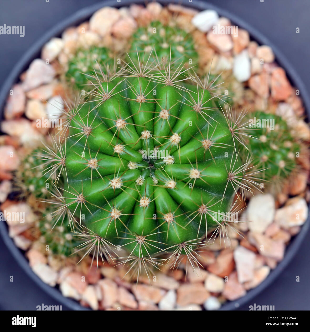 Closeup of the beautiful cactus Stock Photo - Alamy