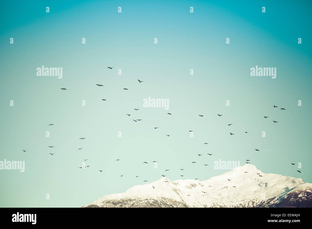 Large flock of shore birds flying by a snow covered mountain in ...