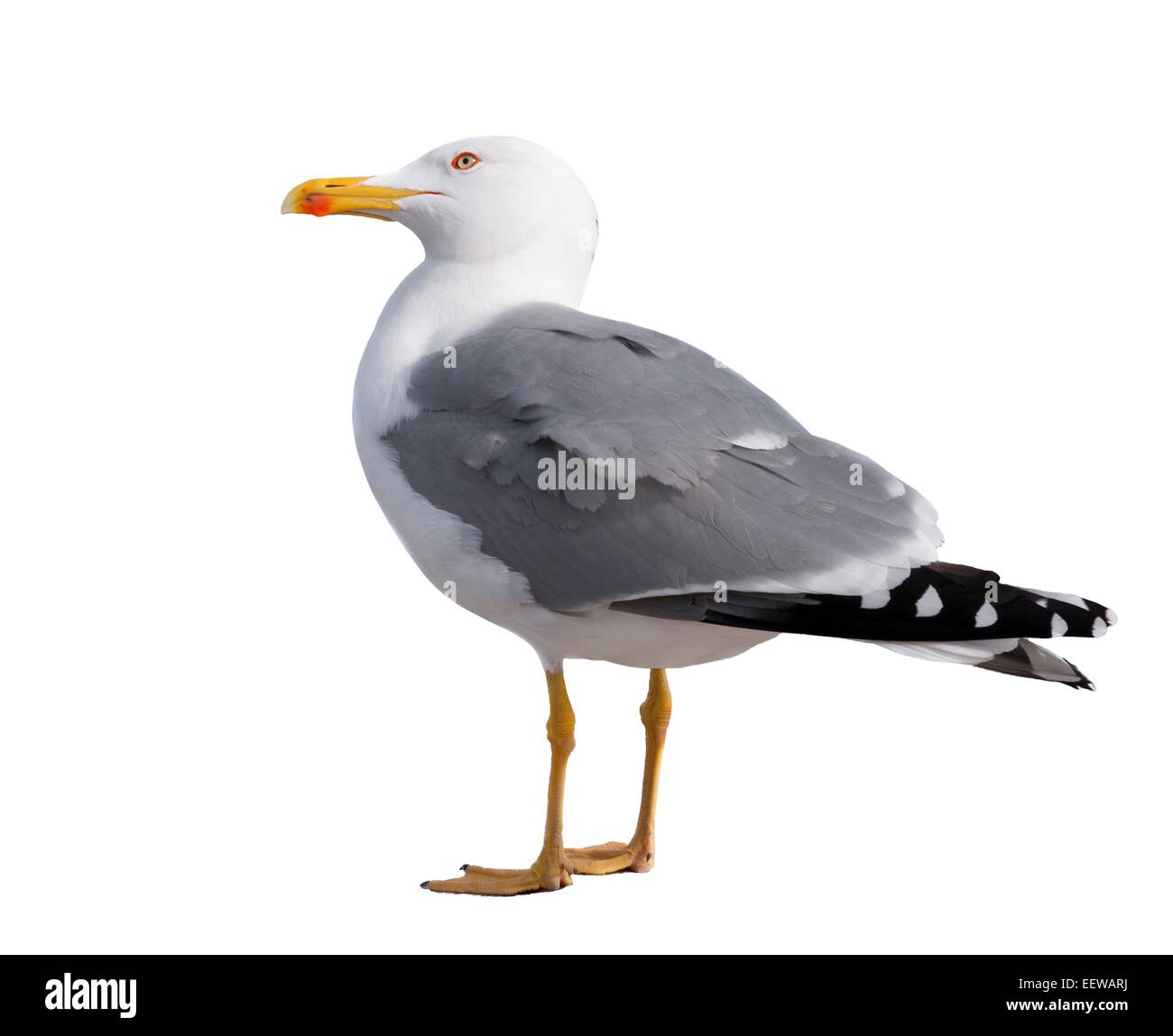 Seagull at the beach Cut Out Stock Images & Pictures - Alamy