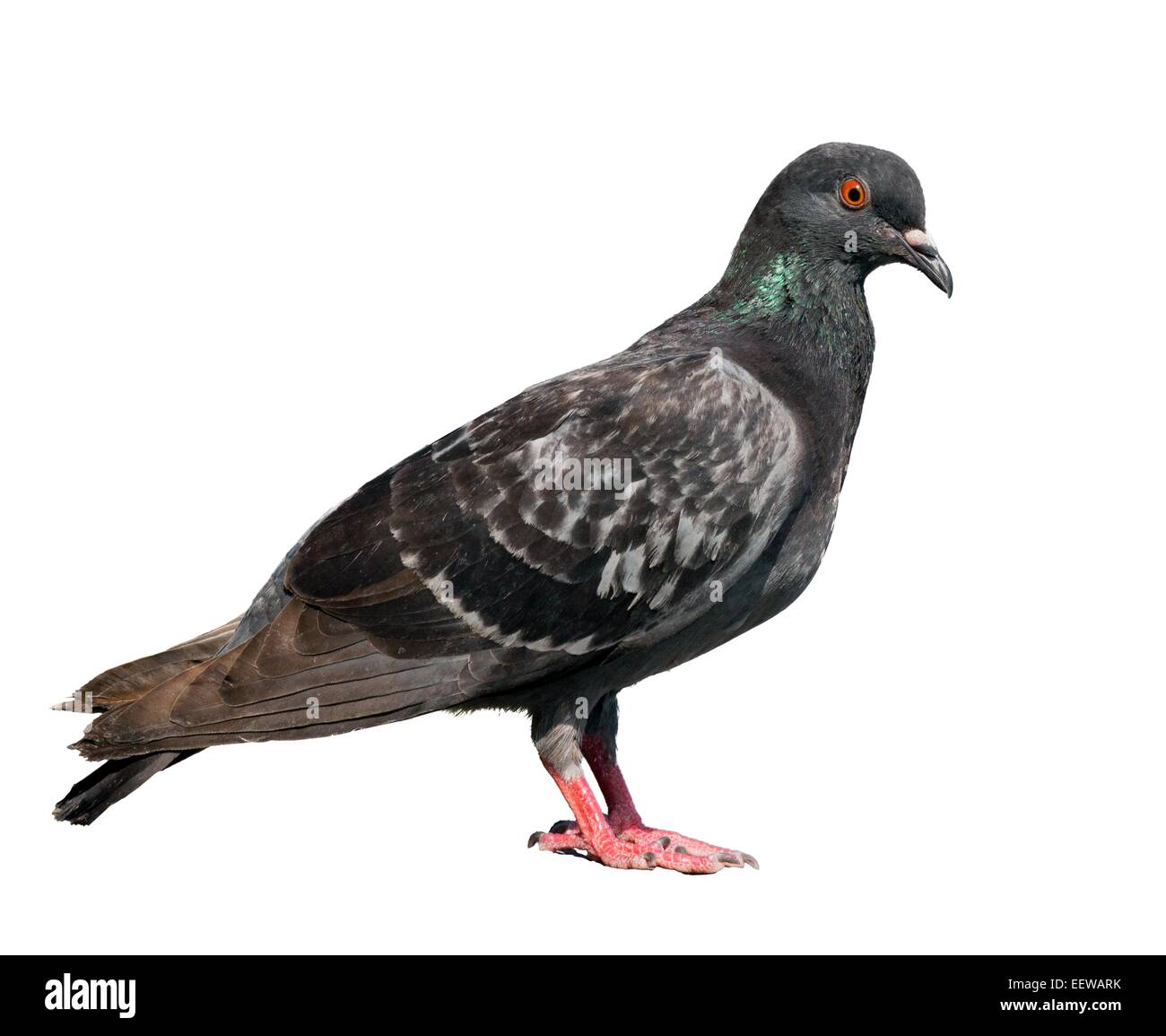 pigeon. gray colors. isolated over white background Stock Photo - Alamy