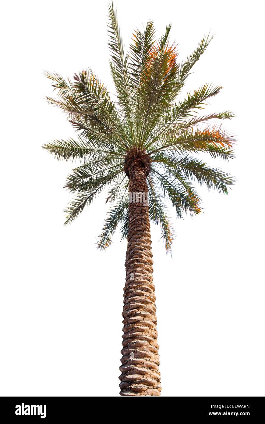 Palm tree with a long barrel. bottom up view. Isolated over white ...