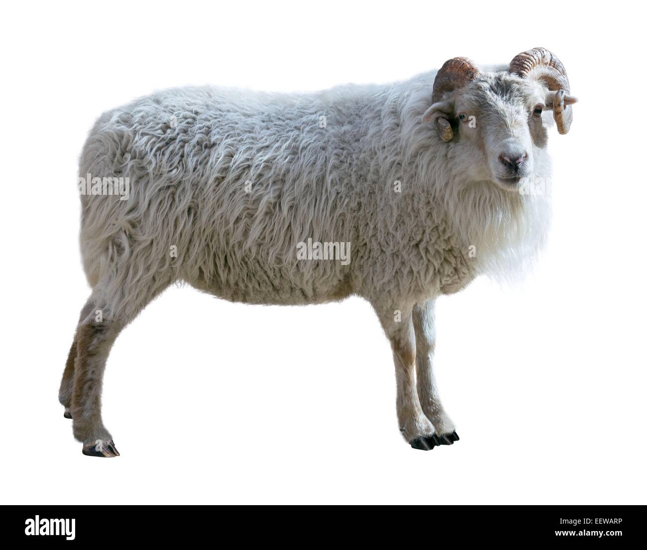 Sheep with thick hair and twisted horns looks in the picture. Isolated ...