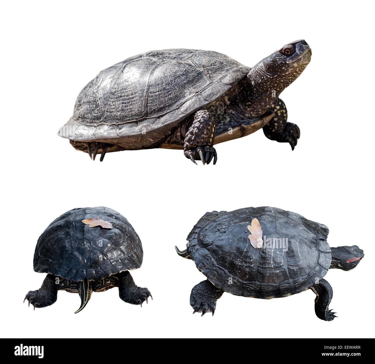 Set of turtles. turtles from different sides. isolated over white ...