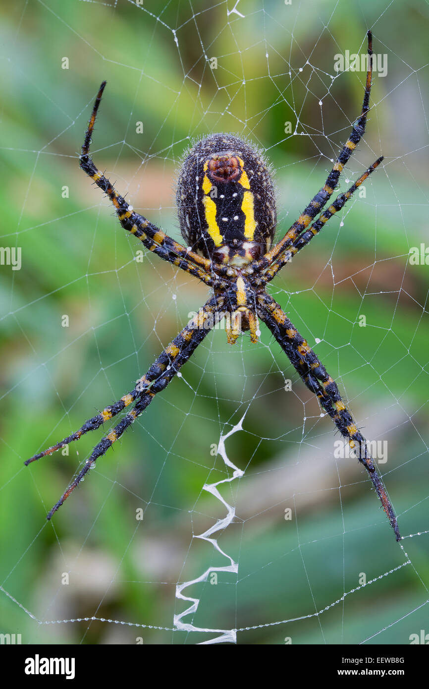 A writing spider is waiting in the web Stock Photo - Alamy