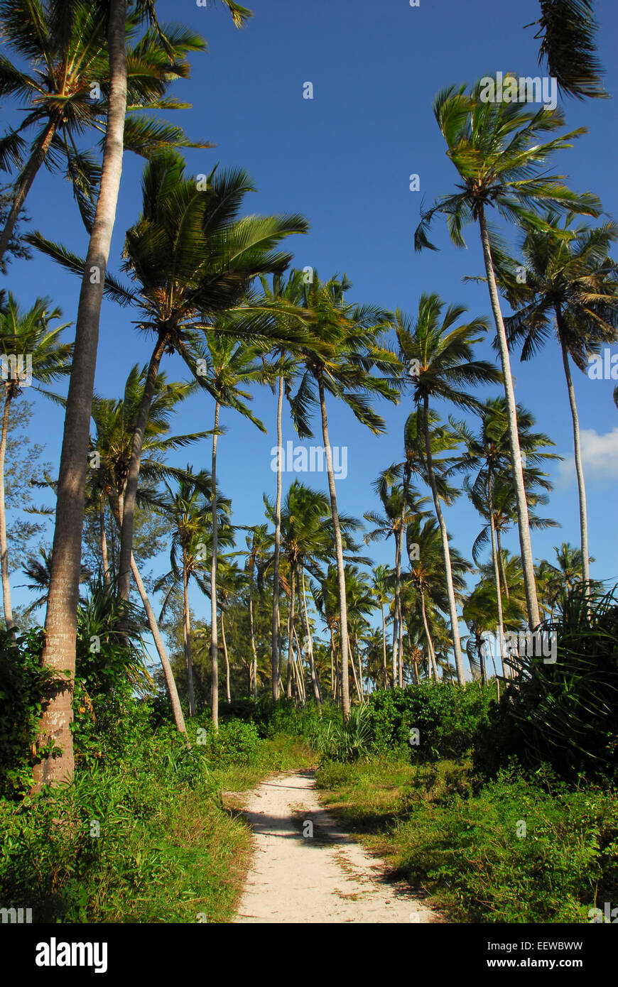 forest of palm trees in Zanzibar Stock Photo - Alamy