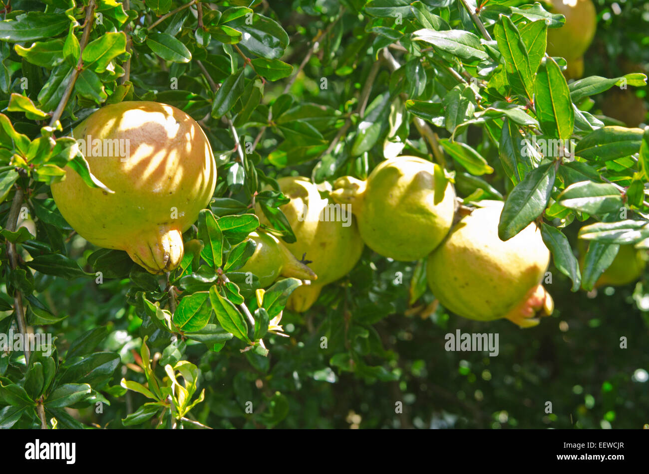 Ripening pomegranates on tree Stock Photo - Alamy