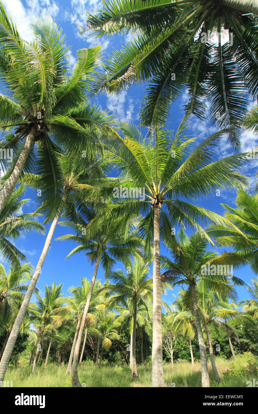 nice palm trees in the blue sunny sky Stock Photo - Alamy
