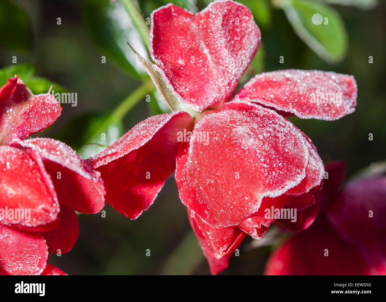 January Flower High Resolution Stock Photography and Images - Alamy