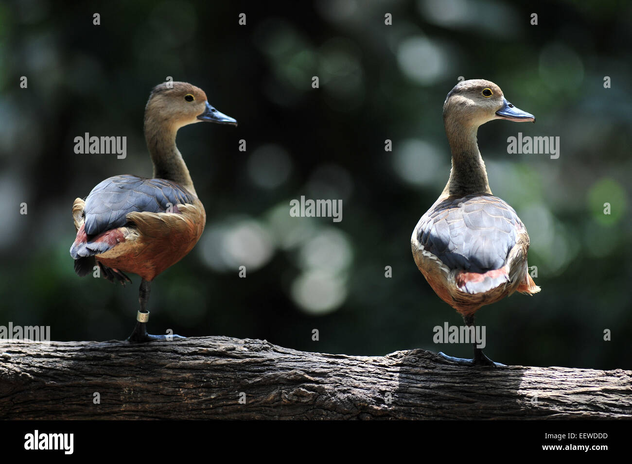 500 ducks hi-res stock photography and images - Alamy