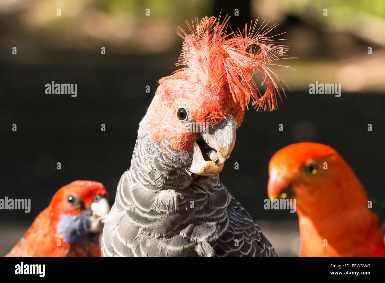 Close up of the red head and crest of a male Gang-Gang cockatoo with ...