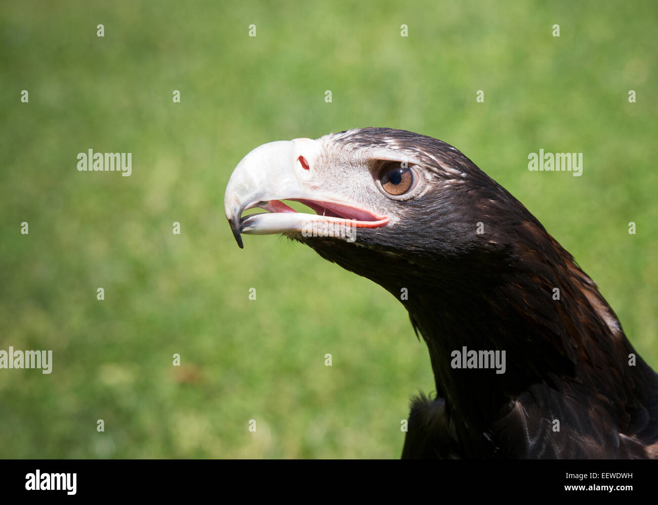 portrait of Wedge-tailed Eagle Stock Photo - Alamy