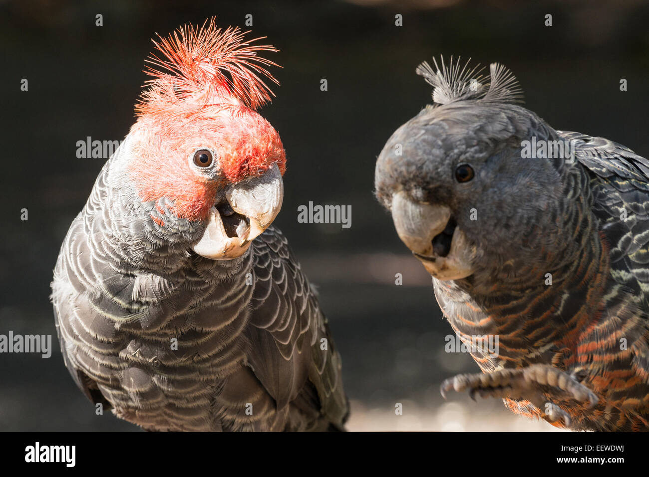 Close up of the red head and crest of a male Gang-Gang cockatoo looking ...