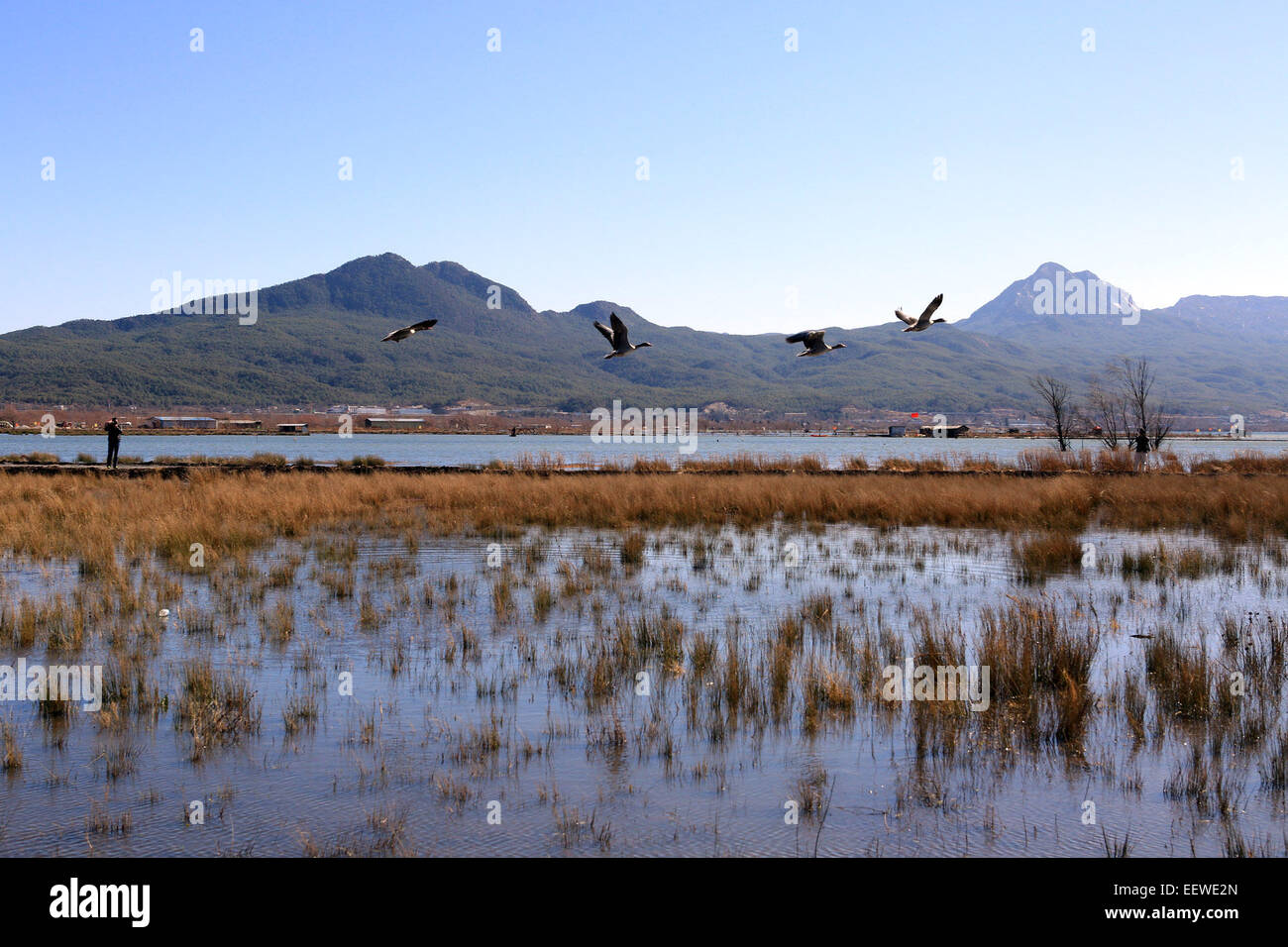 Lashihai, China's Yunnan Province. 21st Jan, 2015. Birds fly over the ...