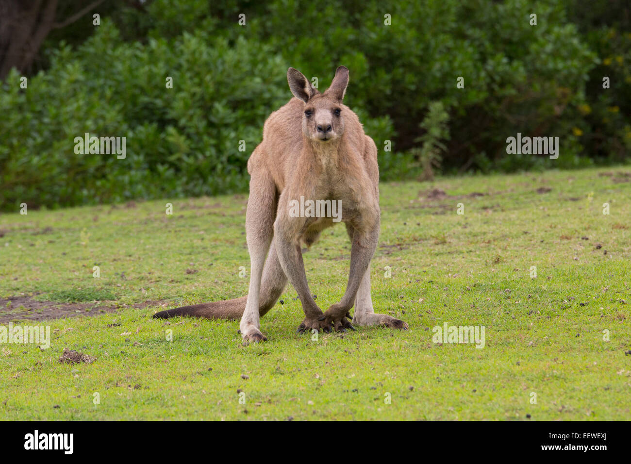 Male kangaroo hi-res stock photography and images - Alamy