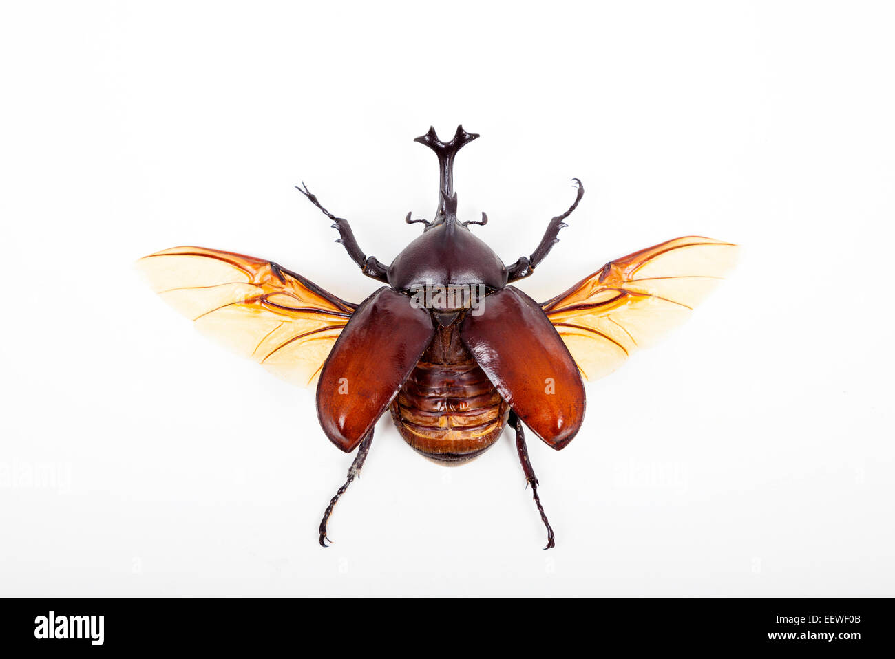 big horn beetle bug isolated on white background Stock Photo - Alamy