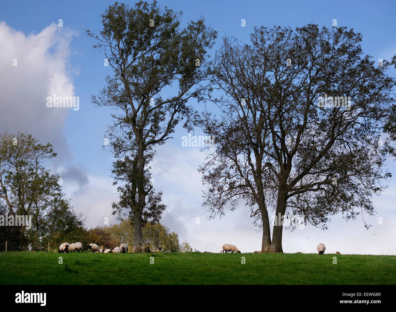 Pastoral scene of sheep grazing beneath leafless trees at Tedstone ...