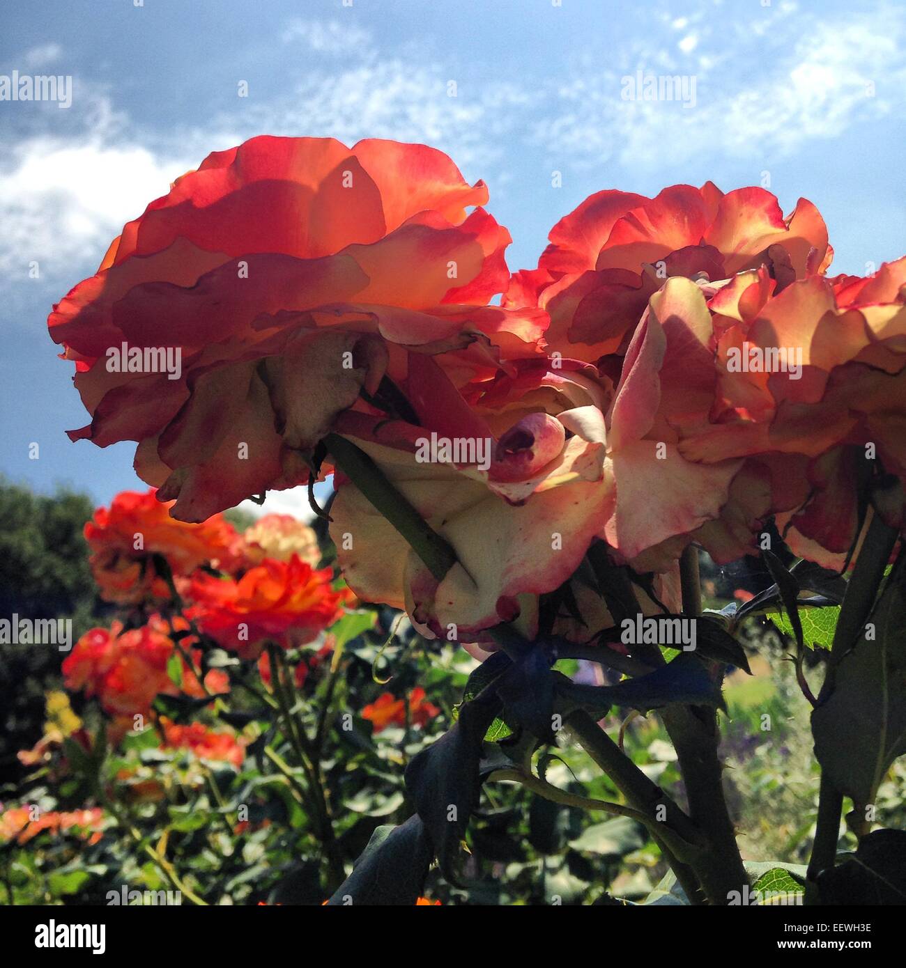 red roses against the blue sky Stock Photo - Alamy