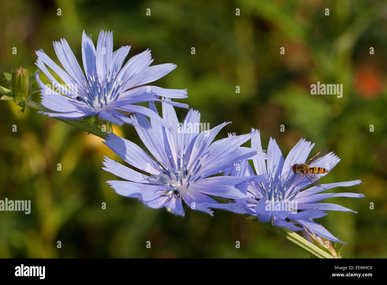 Chicory, blue daisy, blue dandelion, coffeeweed, horseweed, succory ...