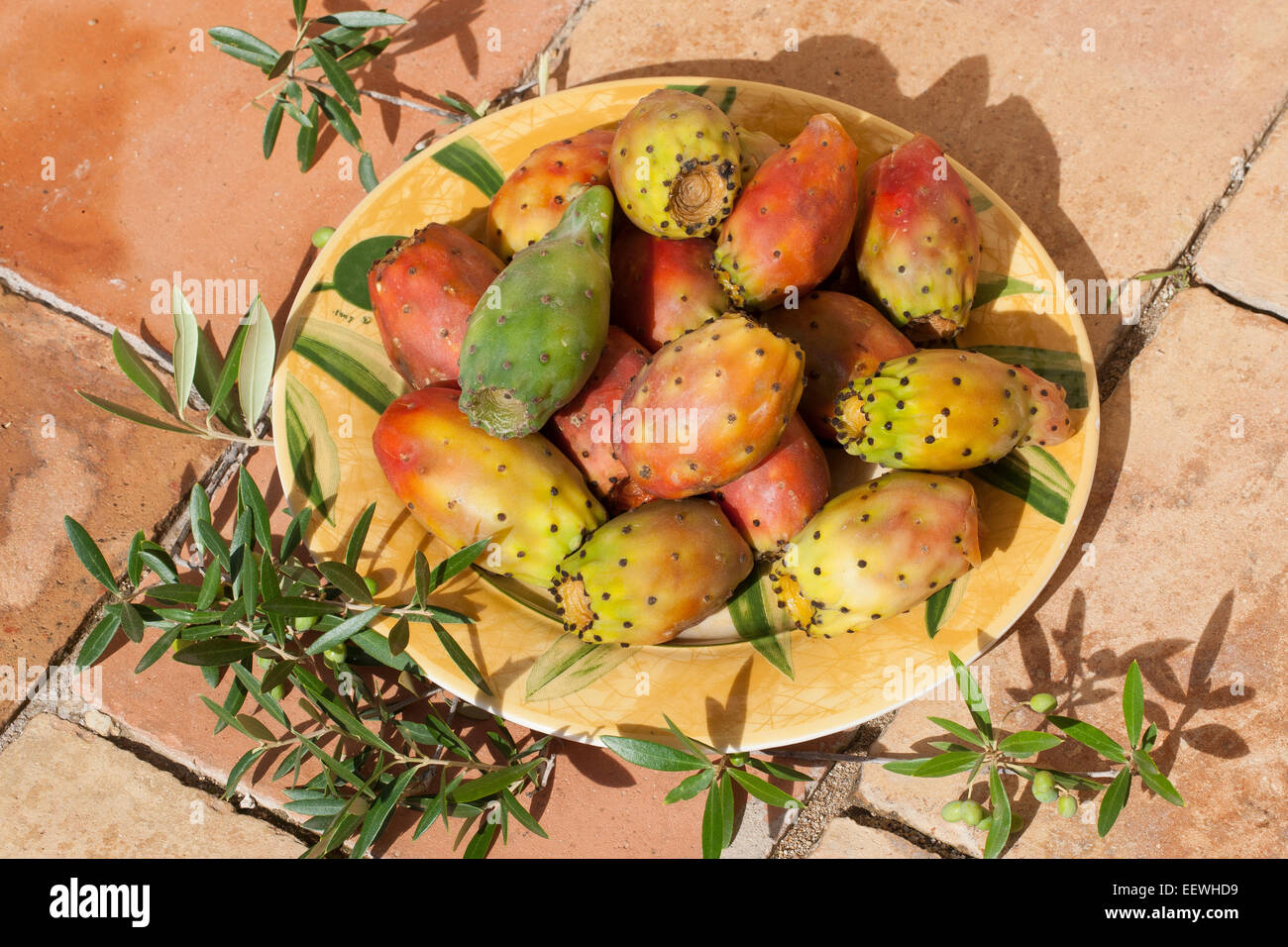 Indian fig opuntia, barbary fig, cactus pear, Prickley pear, Echter ...