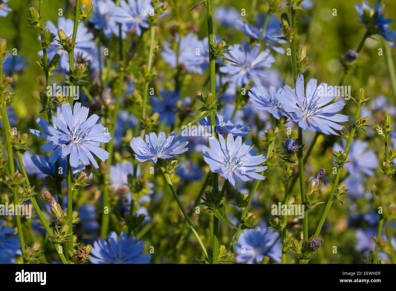 Chicory, blue daisy, blue dandelion, coffeeweed, horseweed, succory, wild endive, Wegwarte ...