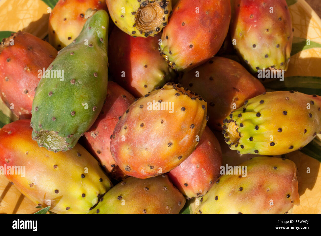 Indian fig opuntia, barbary fig, cactus pear, Prickley pear, Echter ...