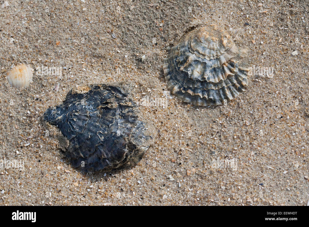 European flat oyster, mud oyster, edible oyster, Europäische Auster ...