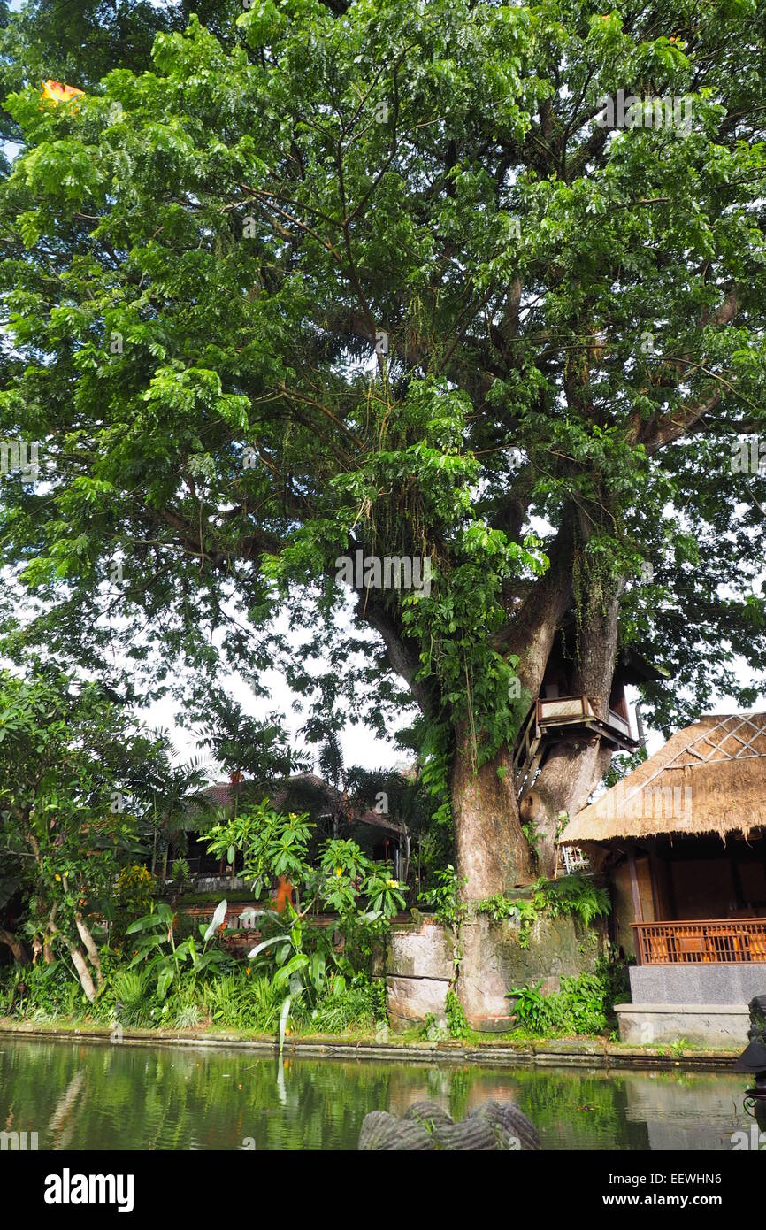 Pond, and a tree with a tree house, in Ubud, Bali Stock Photo - Alamy