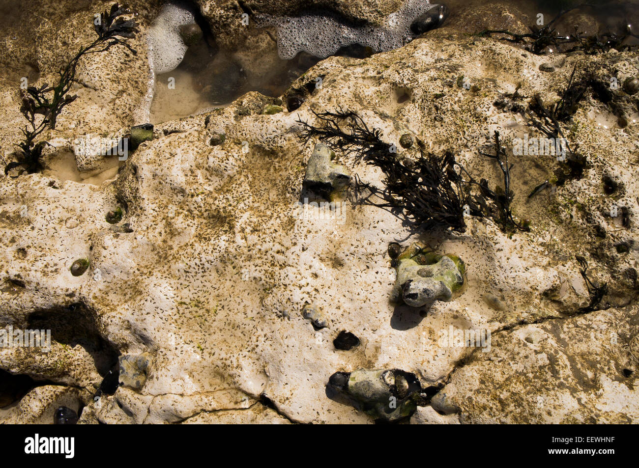 The Seven Sisters white chalk cliffs, flint stone Stock Photo - Alamy
