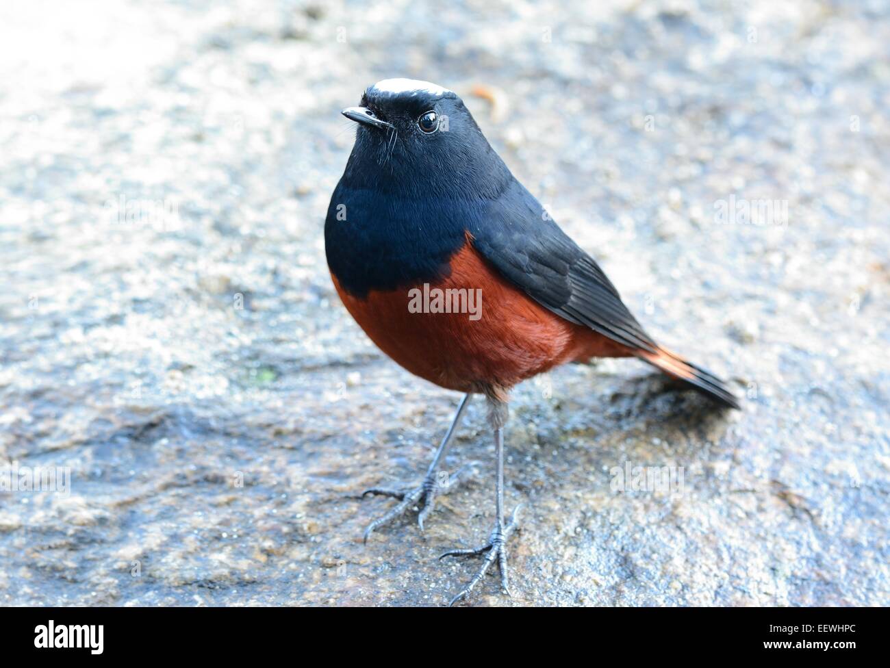 beautiful White-capped Water Redstart (Chaimarrornis leucocephalus) in ...
