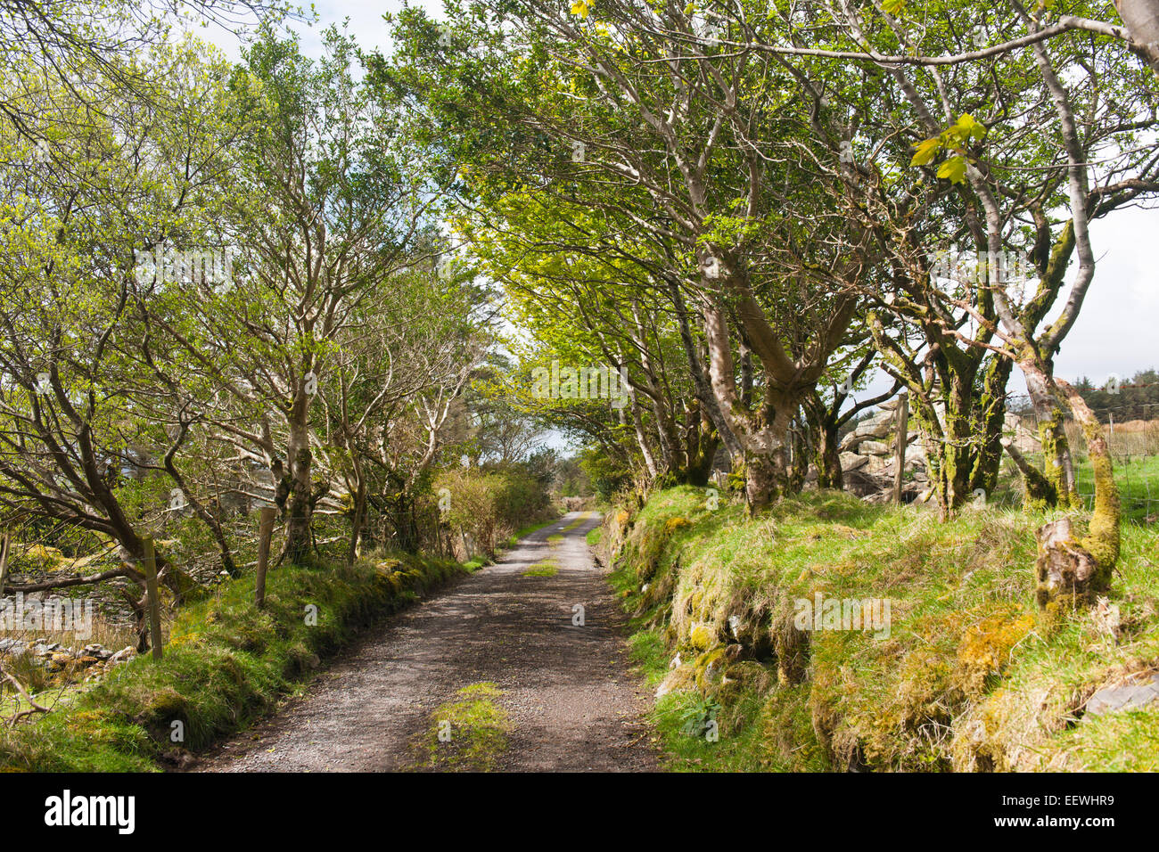 Field track lined with trees, County Kerry, Ireland Stock Photo - Alamy