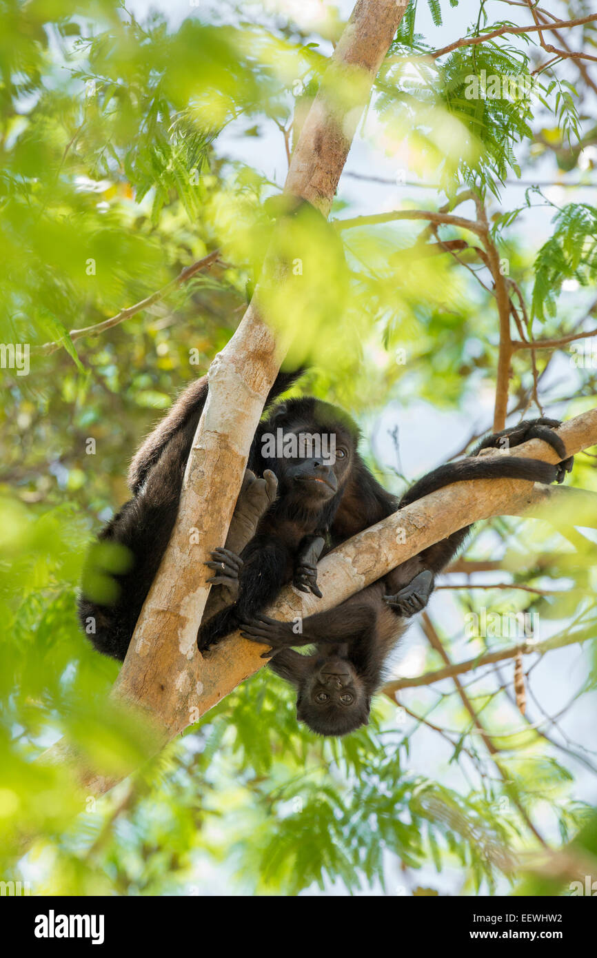 Female Golden Mantled Howler monkey Alouatta palliata with baby in ...