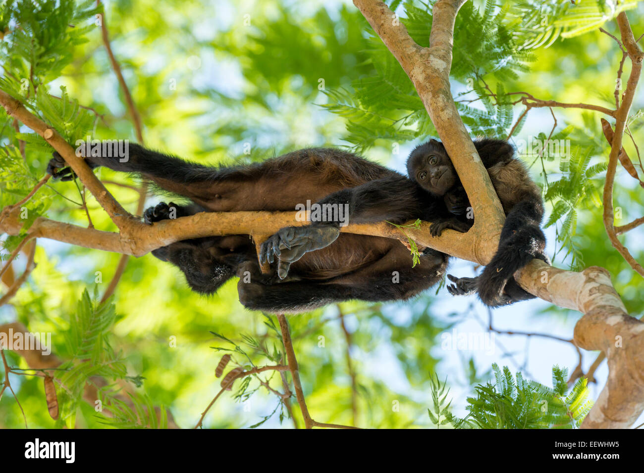 Female Golden Mantled Howler monkey Alouatta palliata with baby in ...