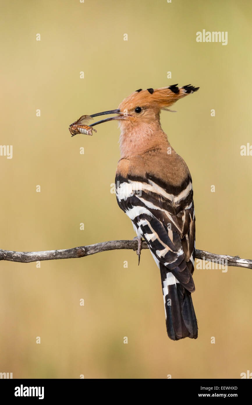 Male Hoopoe Upupa epops with chafer species prey in beak, Pusztaszer ...