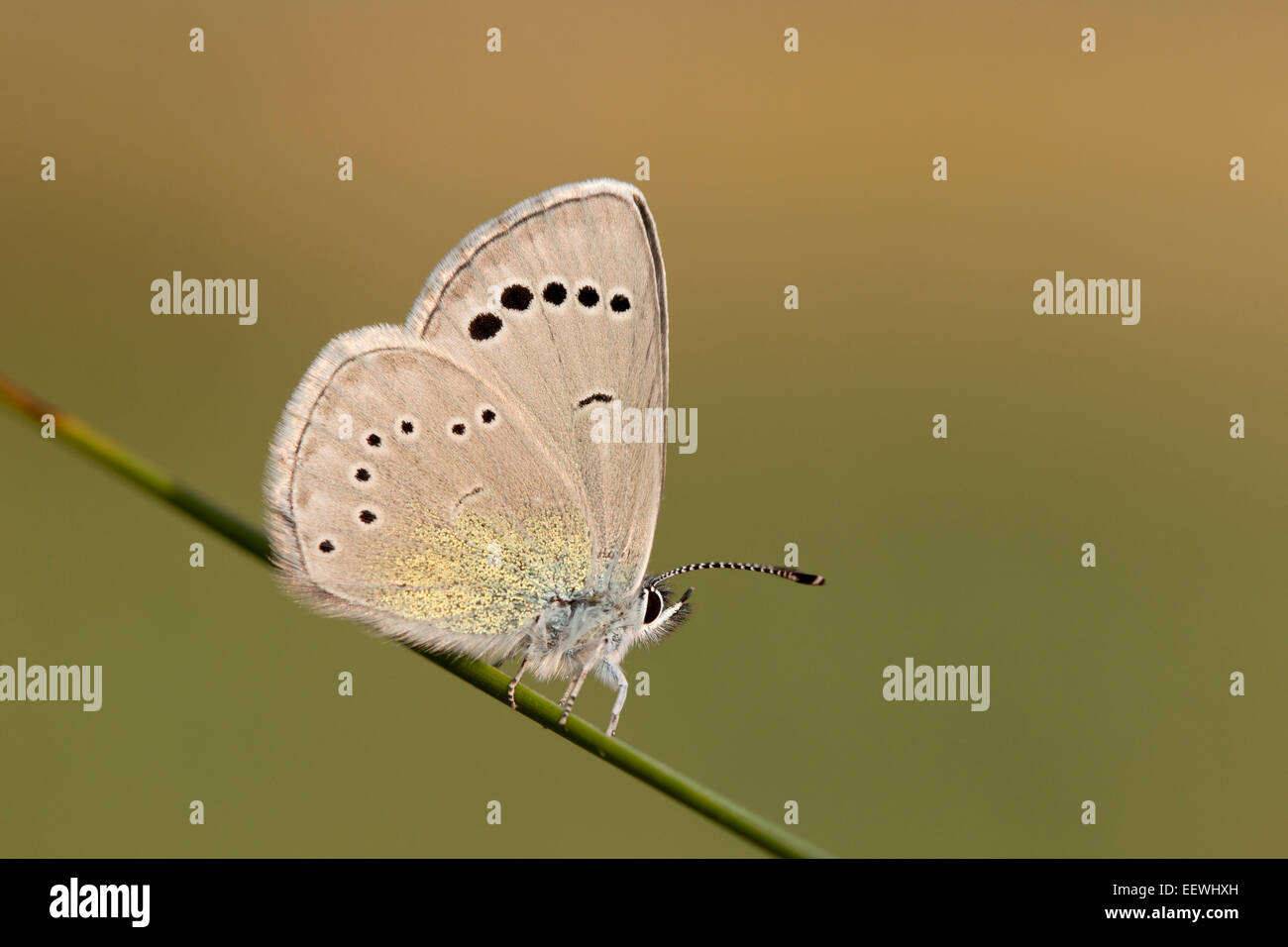 Side profile of Green-underside Blue Glaucopsyche alexis butterfly ...