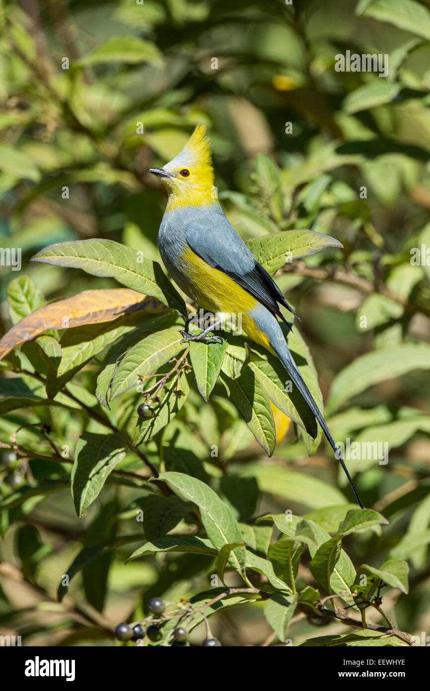 Long tailed silky flycatcher hi-res stock photography and images - Alamy