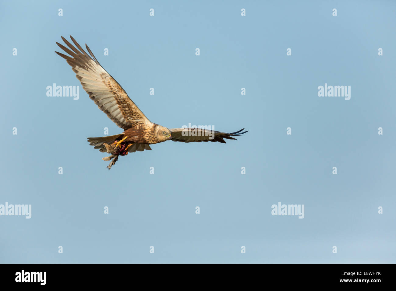Male Marsh Harrier Circus aeruginosus flying against blue sky with ...