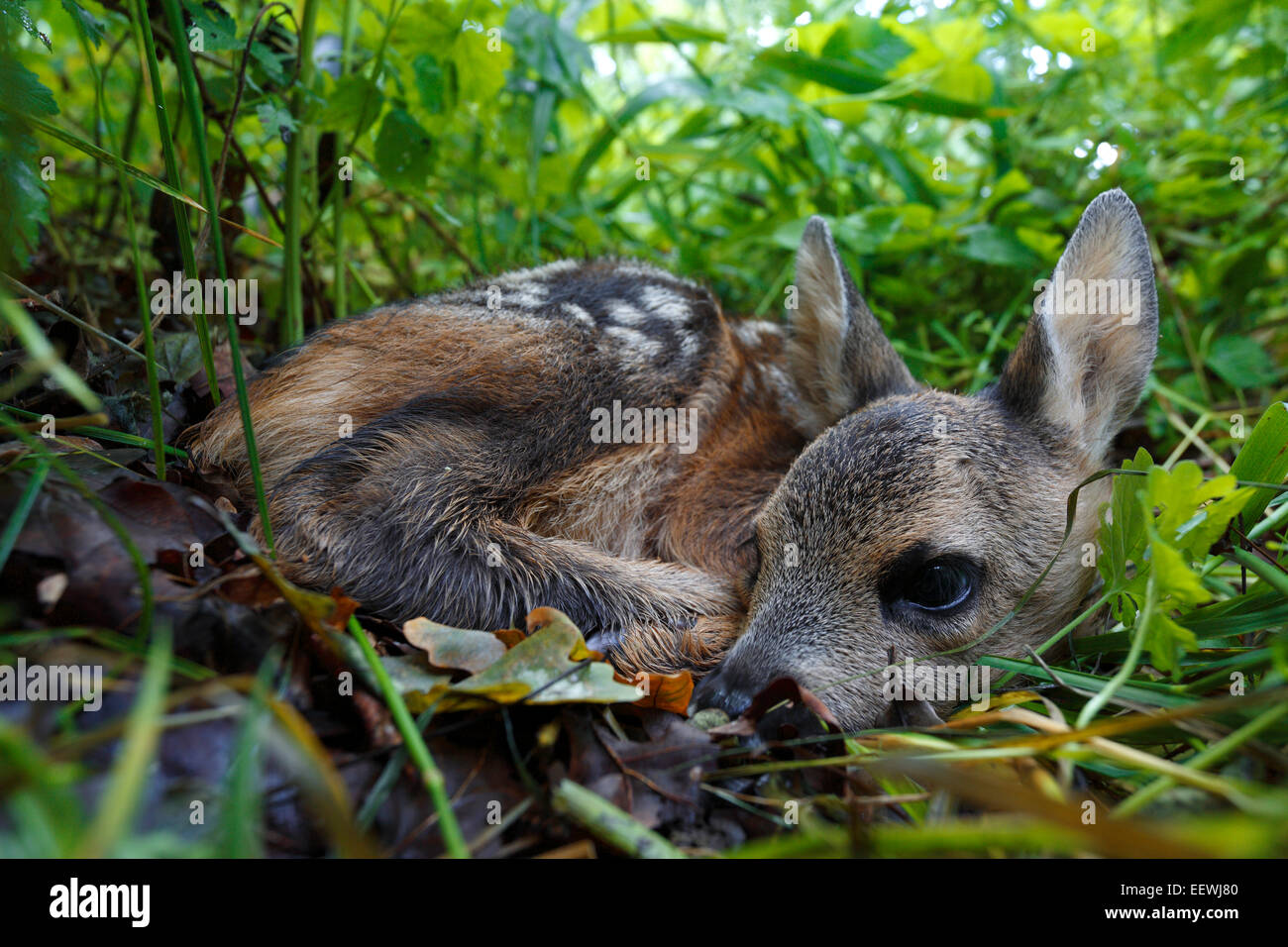 Roe Deer (Capreolus capreolus), fawn, hiding on the ground, Middle Elbe ...