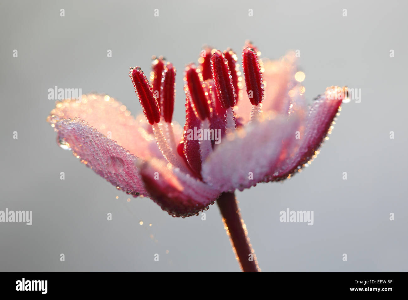 Butomus Umbellatus High Resolution Stock Photography and Images - Alamy