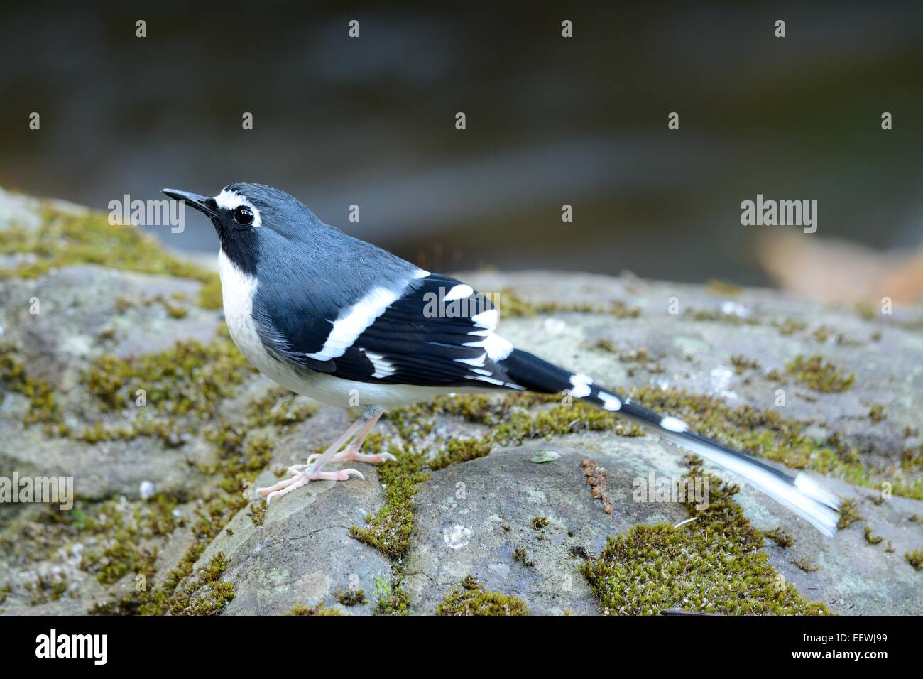 Forktail bird hi-res stock photography and images - Alamy