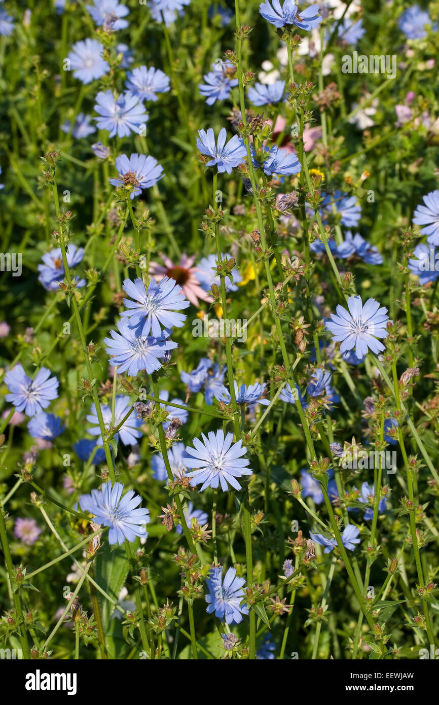 Chicory, blue daisy, blue dandelion, coffeeweed, horseweed, succory ...