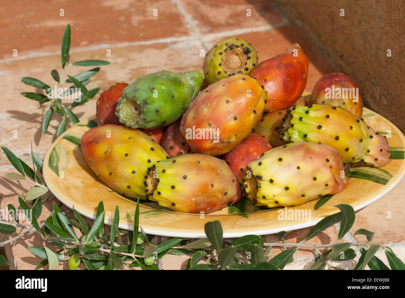 Indian fig opuntia, barbary fig, cactus pear, Prickley pear, Echter ...