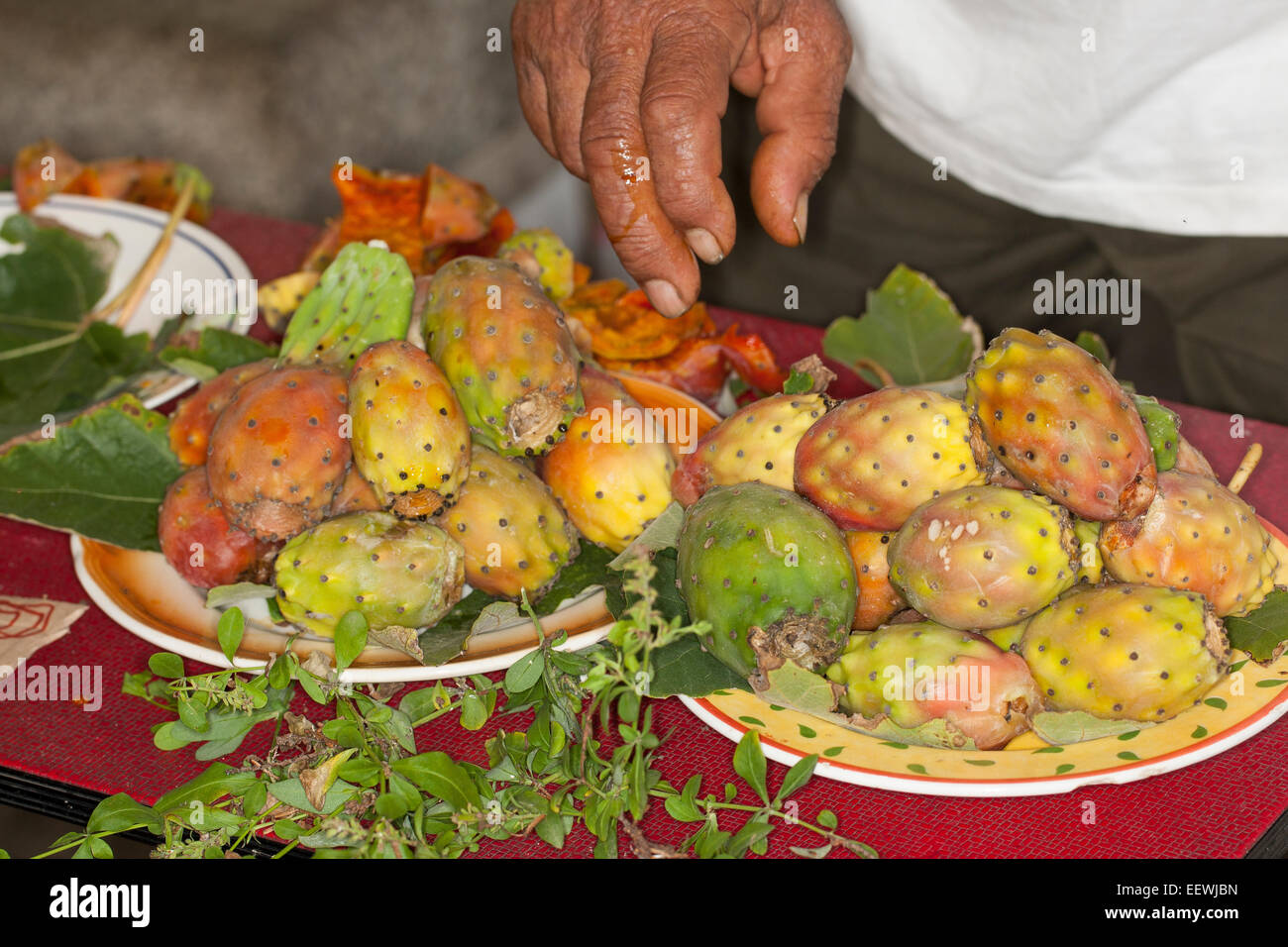 Indian fig opuntia, barbary fig, cactus pear, Prickley pear, Echter ...