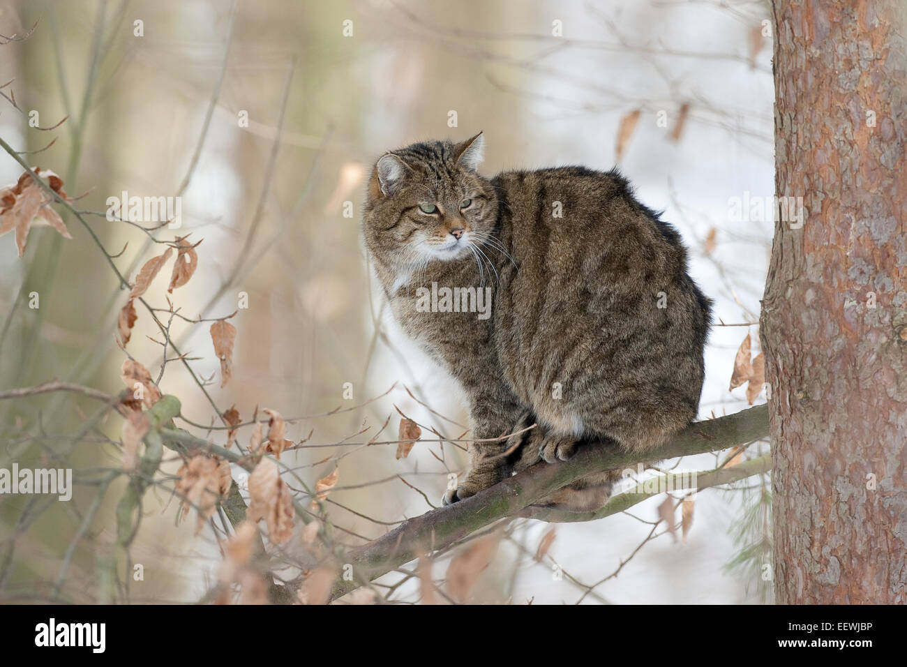 Wild cat, wildcat, Wildkatze, Wild-Katze, Katze, Felis silvestris, chat ...
